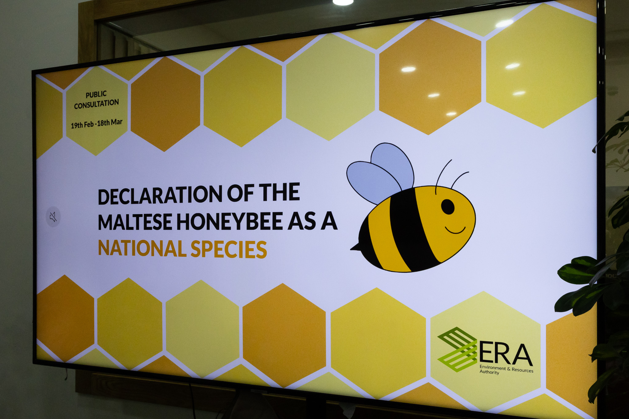 Malta proposes national insect status for the Maltese honey bee - DigInto